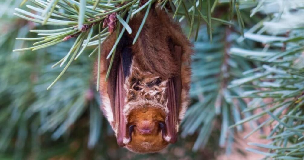 Master Gardeners eye Backyard practices to support bats