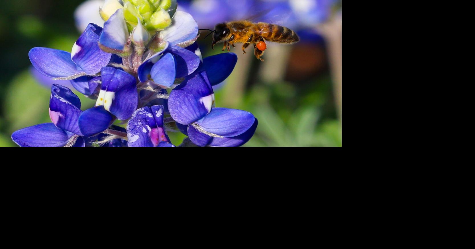 Waco TX seeing first rain of spring amid dry start to season