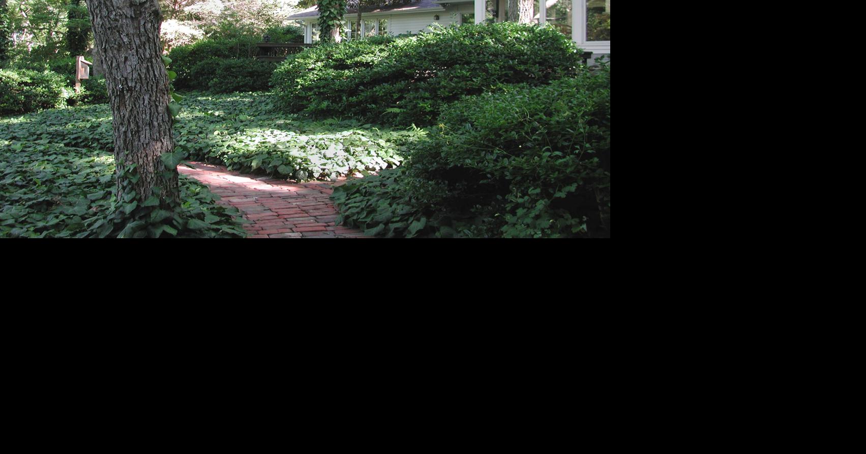 Neil Sperry: Ivy on tree's trunk no cause for concern