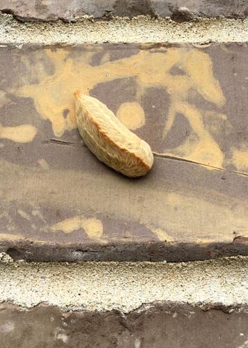 Stinging caterpillars, snakes love piles of leaves