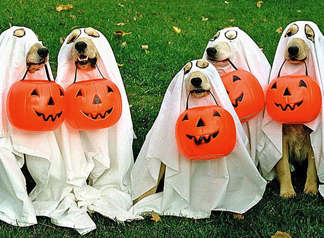 Fabulous! Halloween costumes for pets