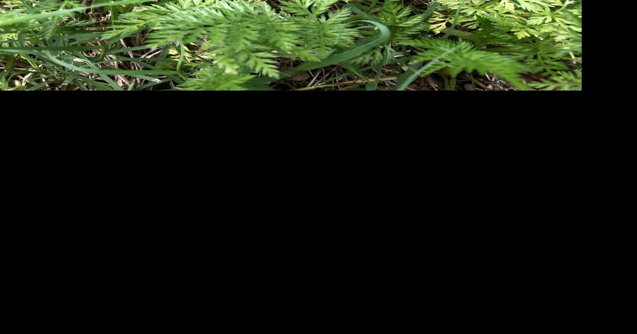 Neil Sperry: Wild carrot weed inundates homeowner's backyard