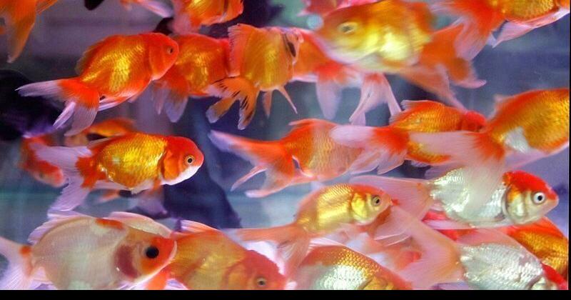 Annual goldfish-catching contest lures thousands of people in Japan