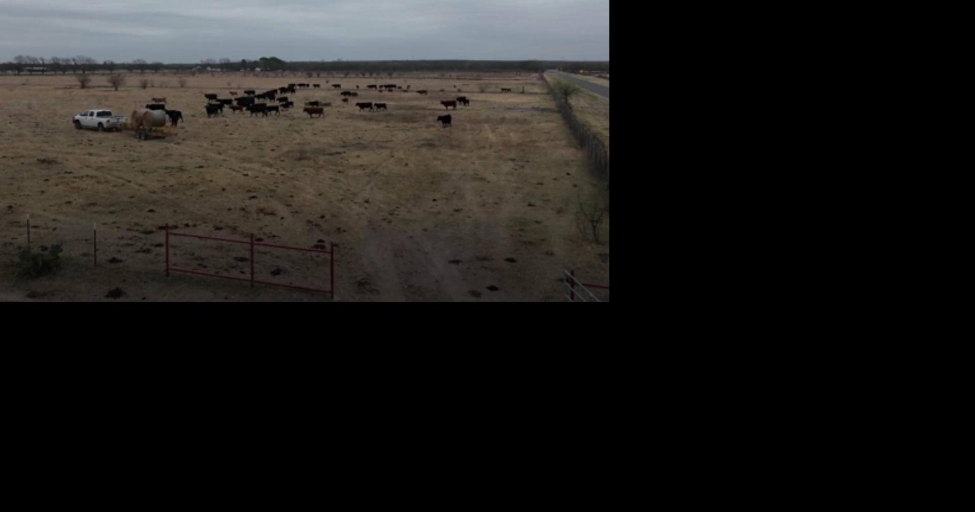 Dairy farm explosion injures 1 person, kills 18,000 cattle