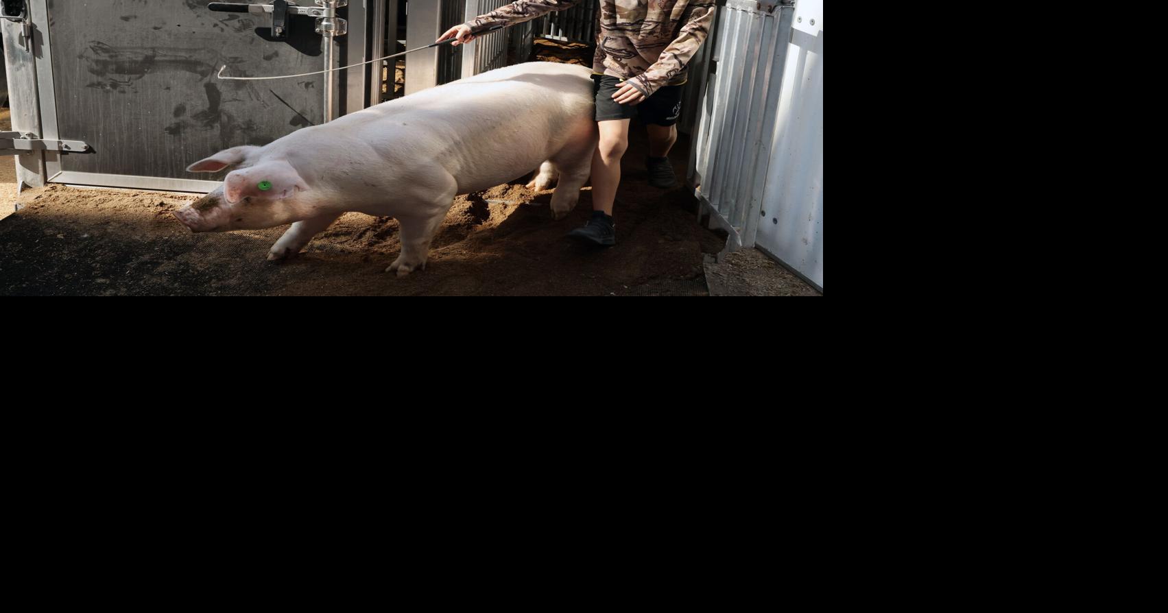 Pigs take HOT Livestock Show spotlight this weekend