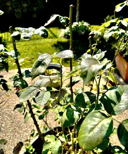 Rosette still doing damage to roses in Texas