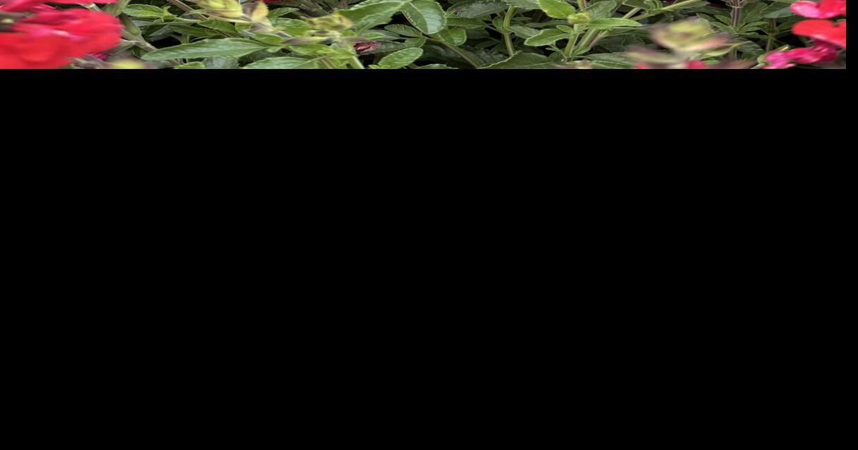 Hypoxylon canker one of many problems for oak trees in Texas