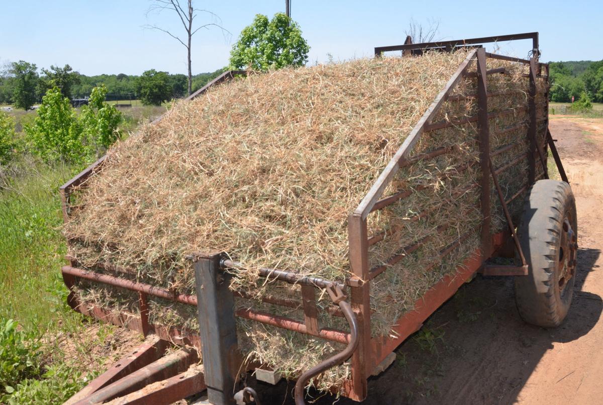 Establishing Bermuda grass pastures takes time, preparation