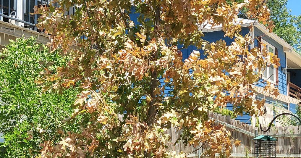 Neil Sperry: Heat wave, drought taking heavy toll on new trees
