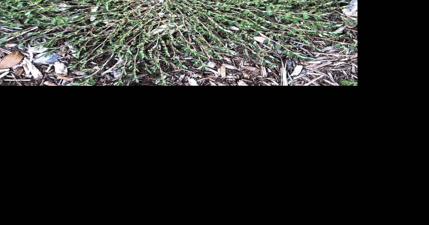 Neil Sperry: Chinch bugs causing millions in damage to St. Augustine grass