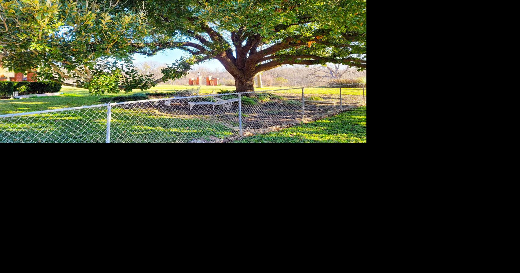Neil Sperry: Get arborist to check growth on live oak's limbs