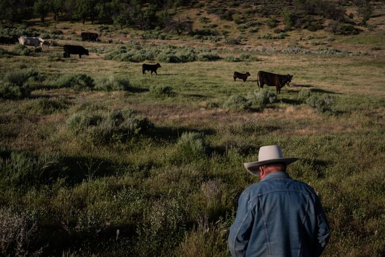 Could more cattle cause record beef prices to drop? Ranchers say it's ...