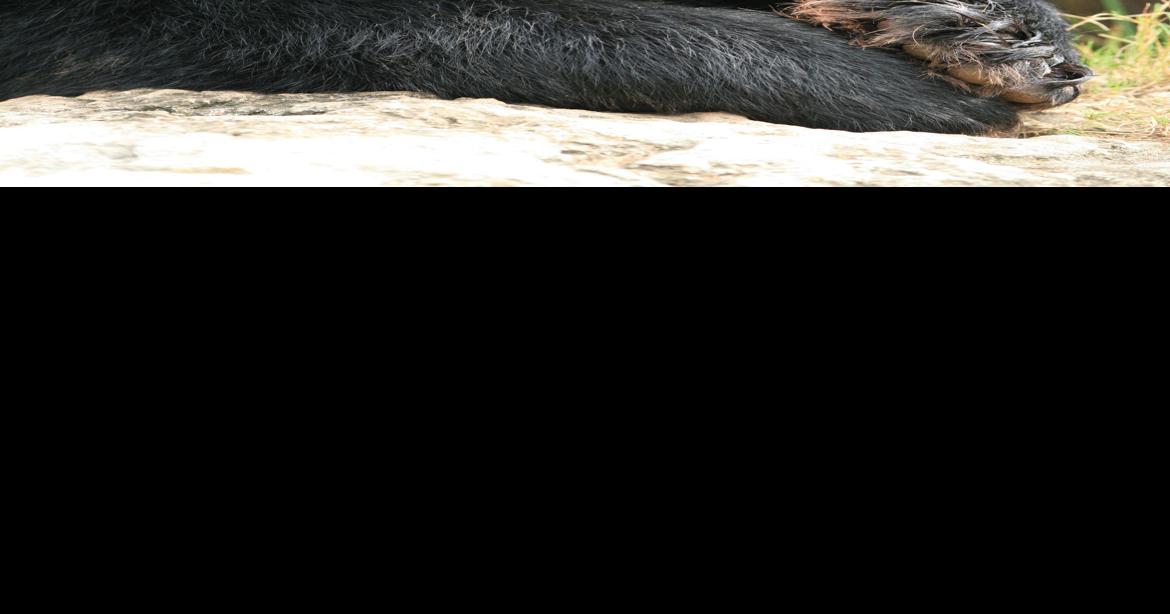 Cameron Park Zoo loses 25-year-old black bear to cancer