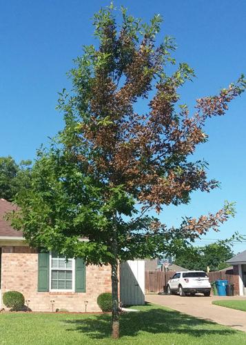 Neil Sperry: Sun scald causes leaves to brown