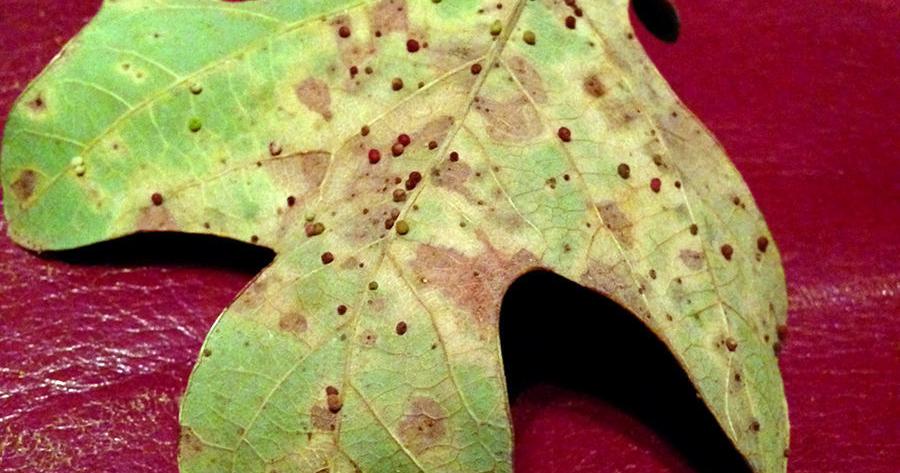 Sperry: Crape myrtle sprouts keep coming up