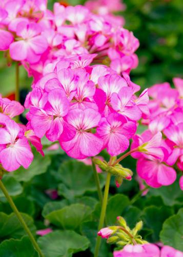 Neil Sperry: Crape myrtles, bermudagrass, geraniums & more