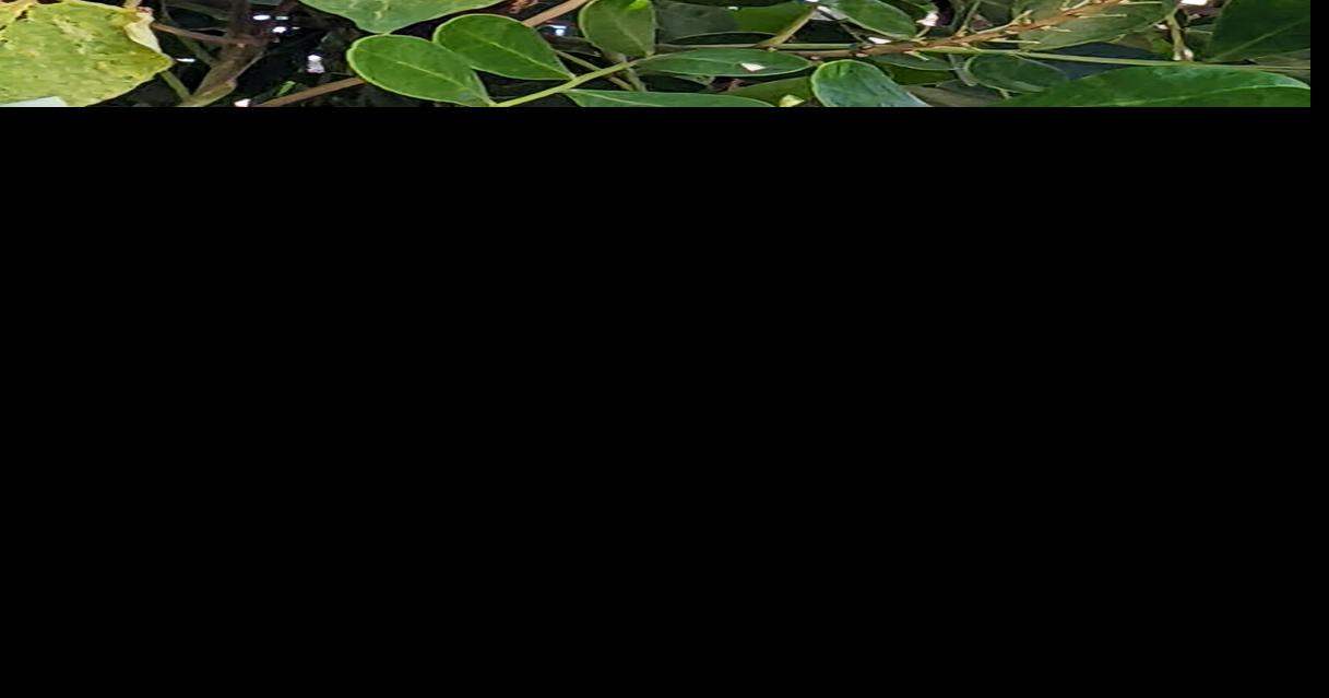 Dig out morning glory vines to keep them away
