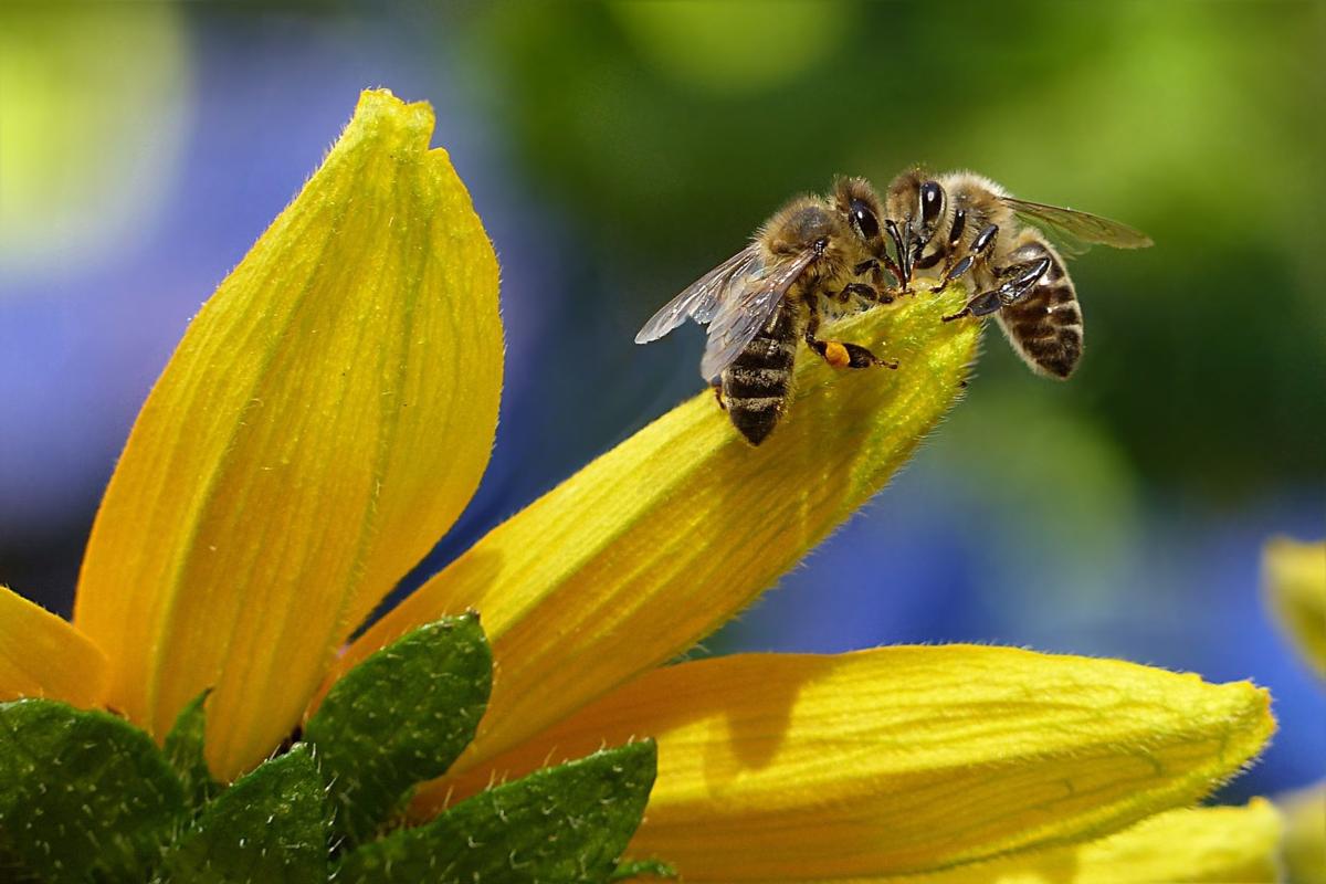 Hello, hive mind: Bees can do basic arithmetic, a new study finds