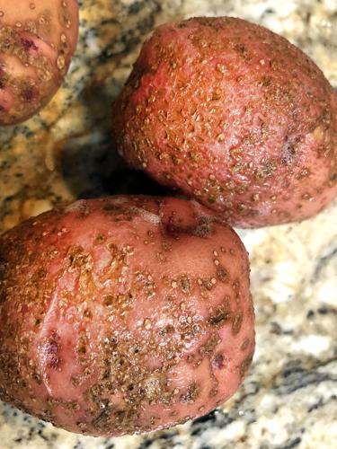 Neil Sperry: Potato scab looks terrible, but it's harmless