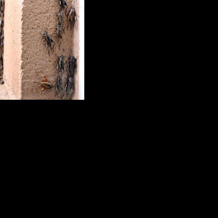 Waco's cricket swarms back to pre-drought levels