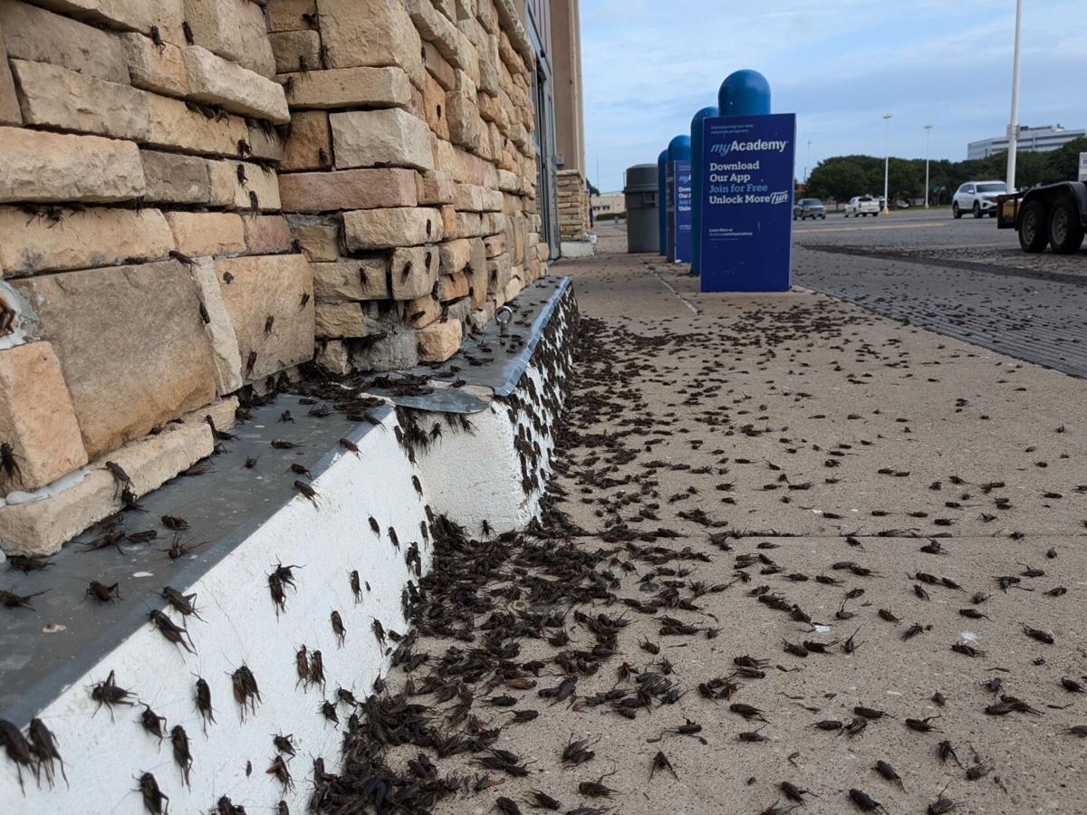 Cricket swarms just annoying, not dangerous