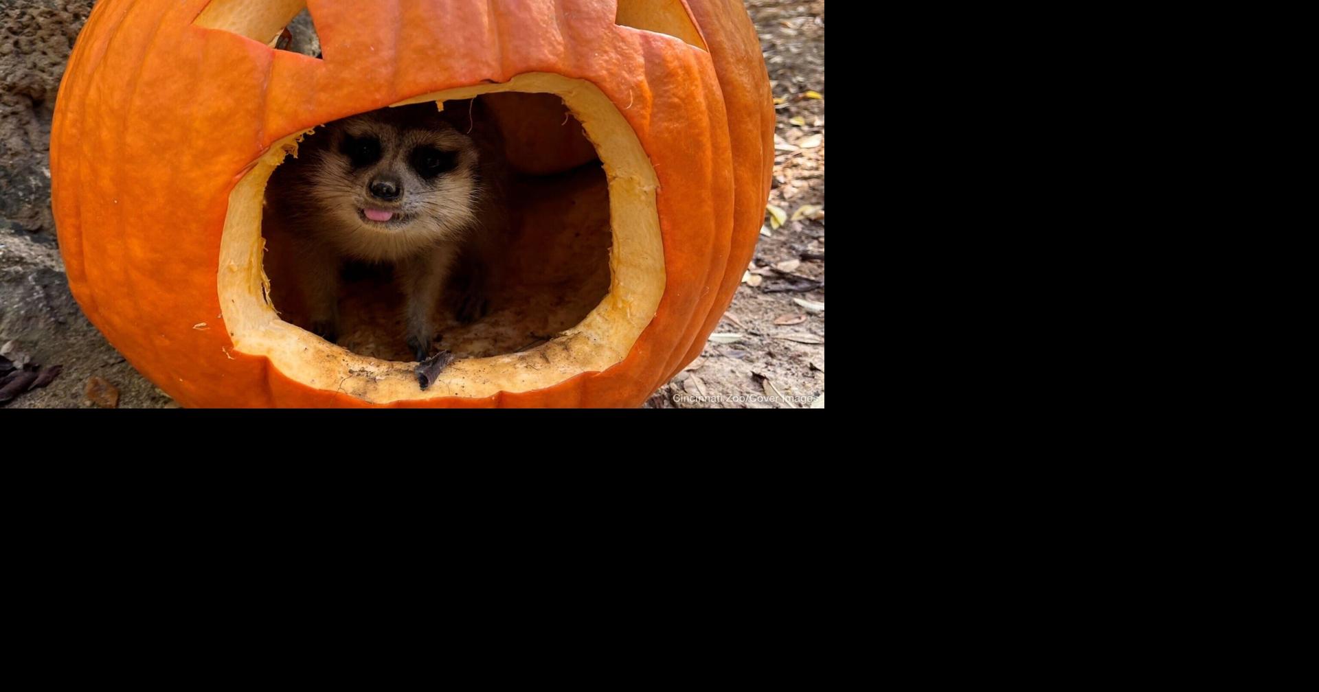 Animals at the Cincinnati Zoo enjoy 'Hall-Zoo-Ween' with pumpkins and ...