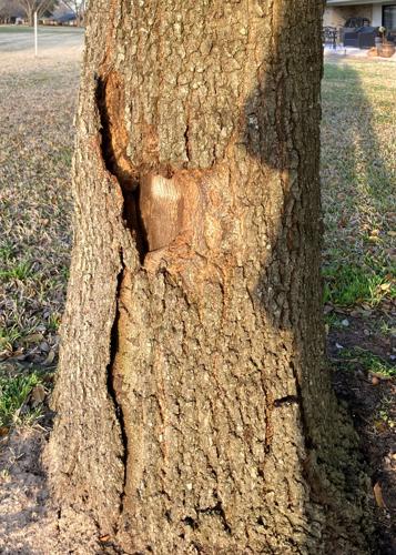 Neil Sperry: Resist the urge to peel back separated bark from live oaks ...