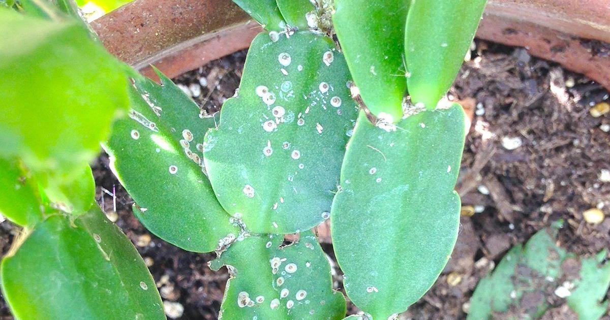 Beware of scale insects on cacti
