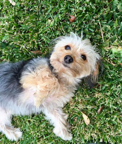 POSTPONED: Pooches on Parade whimsical way to help dogs