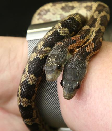 Two-headed rat snake makes public debut at Cameron Park Zoo