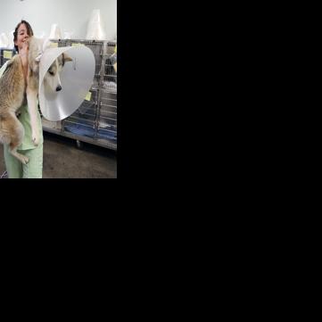 Animal Birth Control clinic to add 7,000 surgeries a year