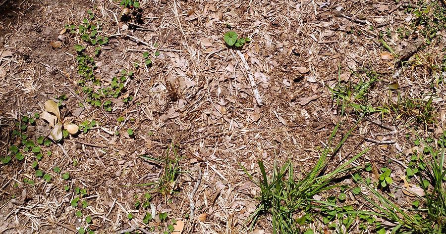 Take All Root Rot causes brown patches in St. Augustine lawn