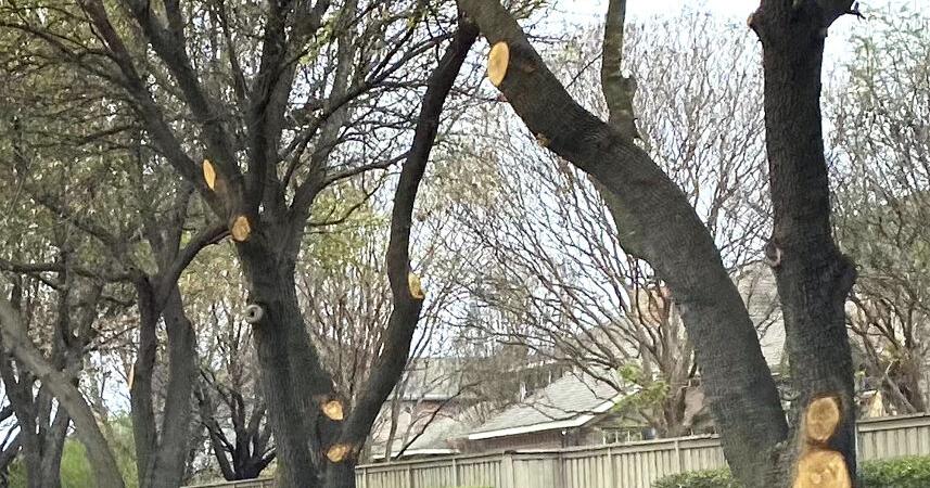 Neil Sperry: Trim oak trees in season to help prevent spread of oak wilt