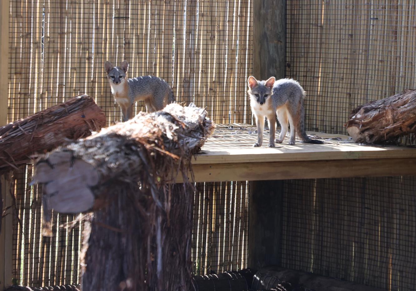 Urban Rescue Ranch in Waco grows from BU grad's backyard