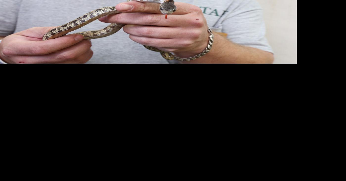 Two-headed rat snake makes public debut at Cameron Park Zoo