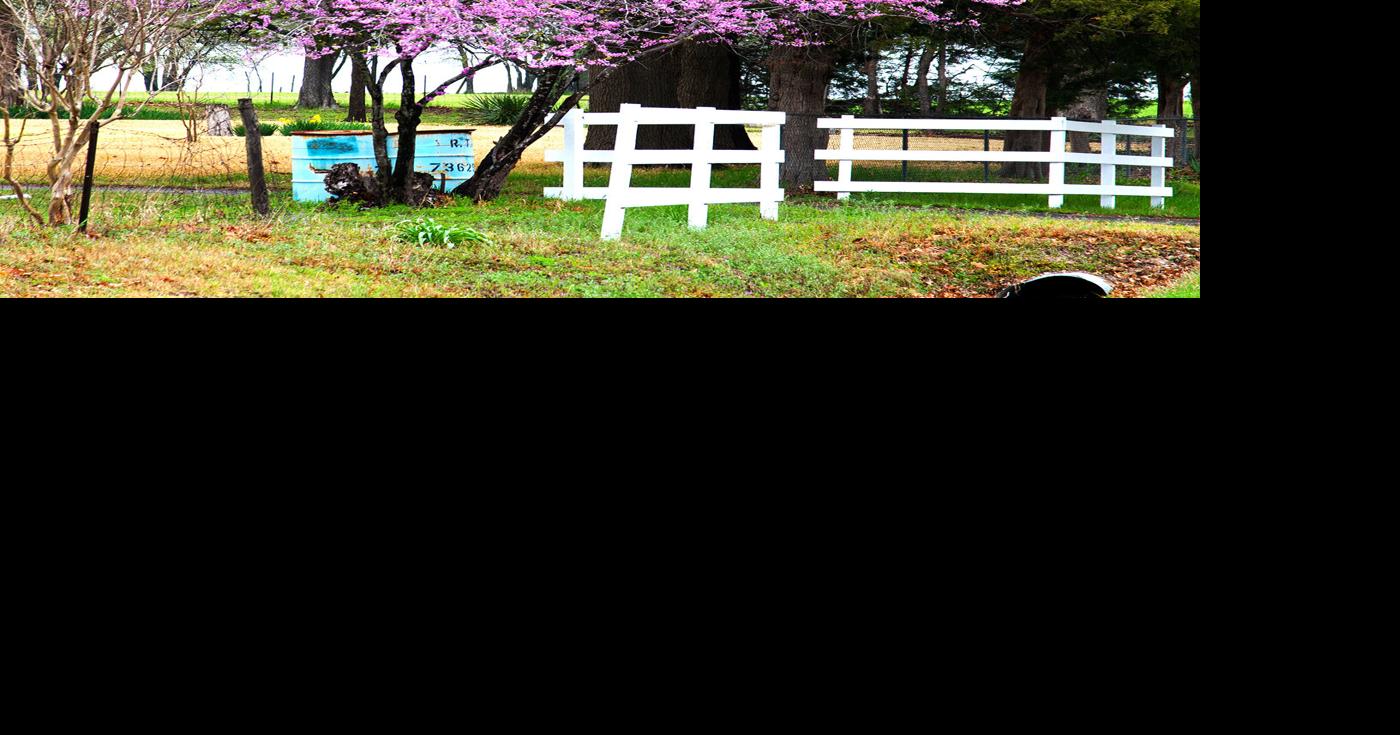 Neil Sperry: Redbud tree might rebound for number of years