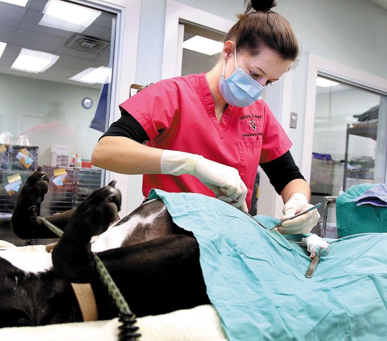 Animal Birth Control clinic to add 7,000 surgeries a year | Government ...