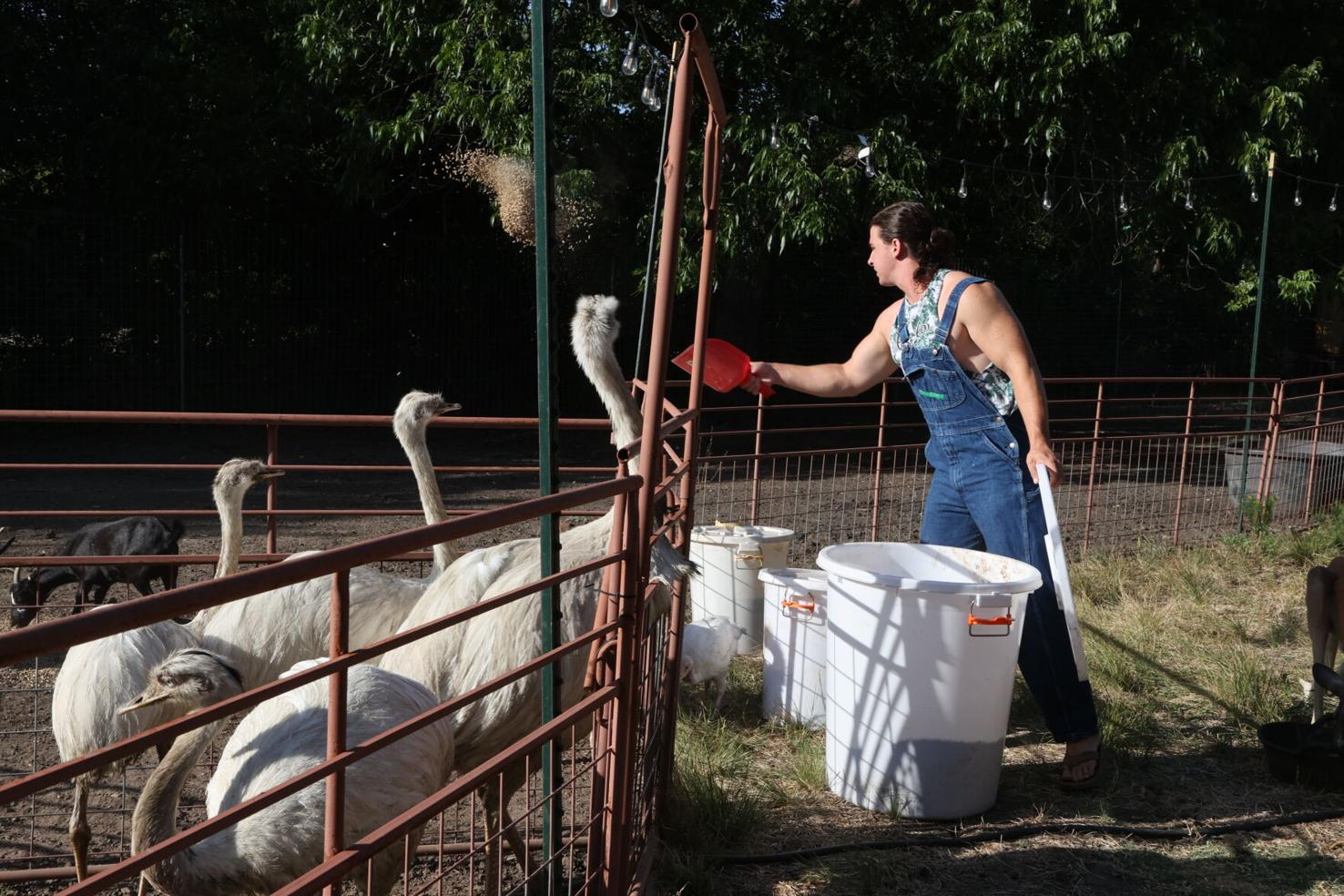 Urban Rescue Ranch in Waco grows from BU grad's backyard