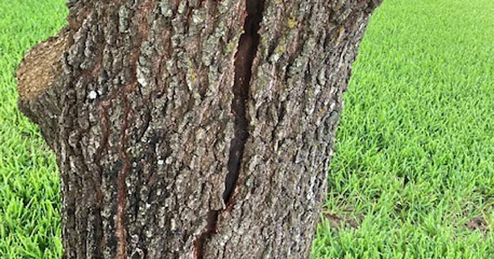 Neil Sperry: Radial shake seen in many oaks following freeze