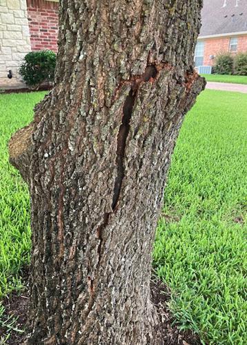 Neil Sperry: Radial shake seen in many oaks following freeze