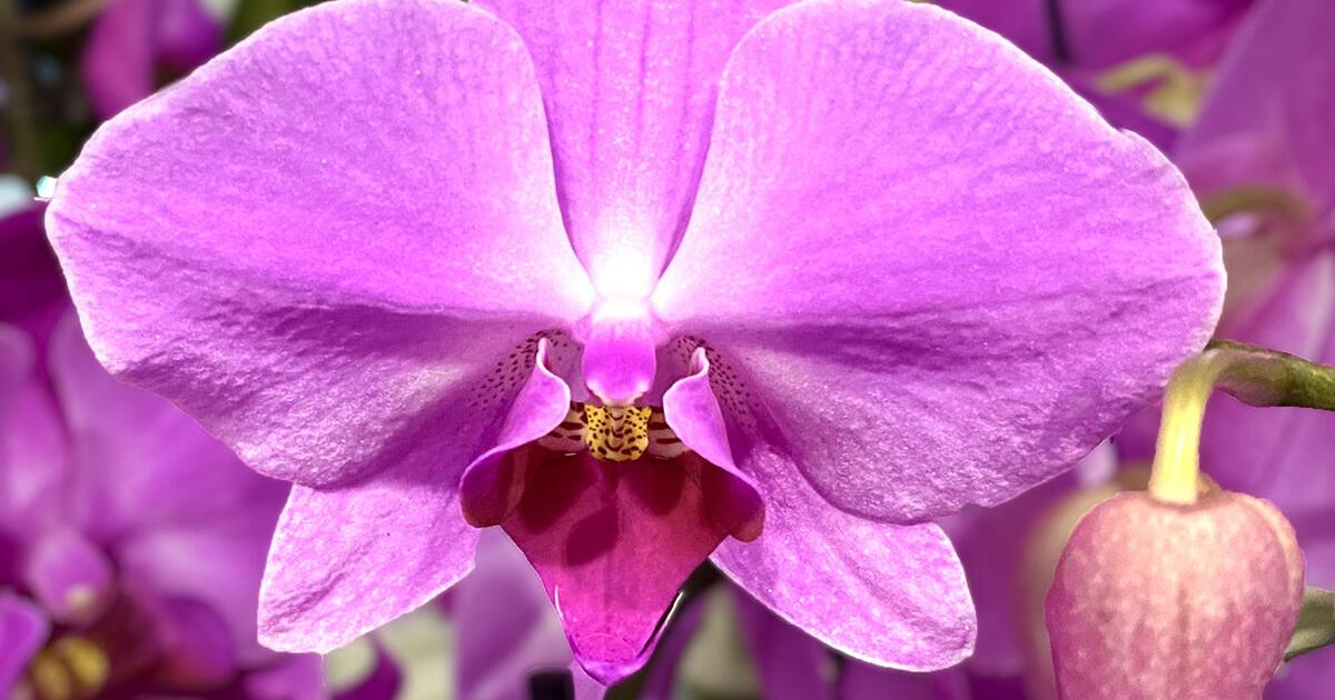 Neil Sperry: Caring for moth orchid not that difficult