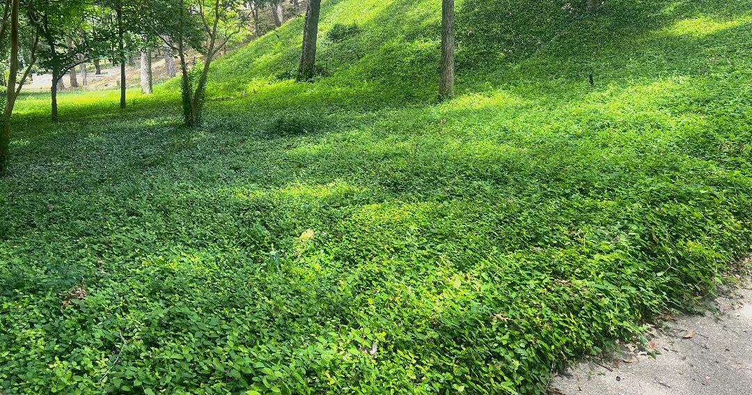Glyphosate, triclopyr best for controlling kudzu in Texas