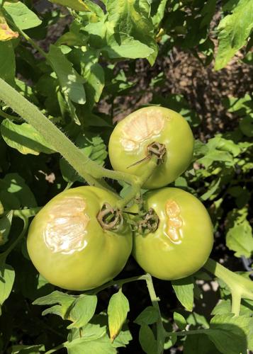 Neil Sperry: Sunscald damages growing tomatoes