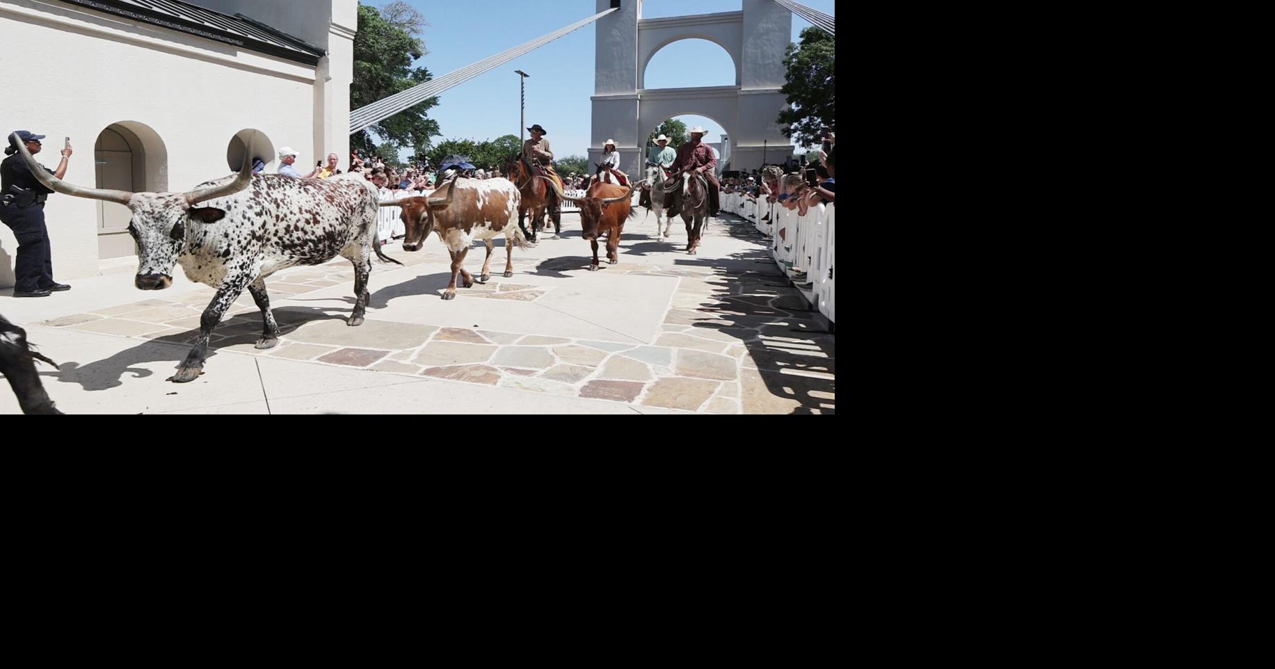 Waco Suspension Bridge reopens with celebration, symbolic cattle drive