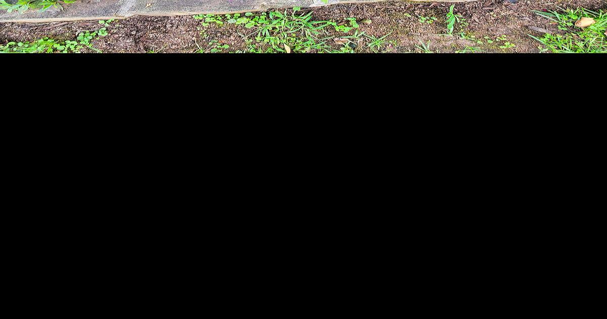 Neil Sperry: Sooty mold from crape myrtle caused by insects