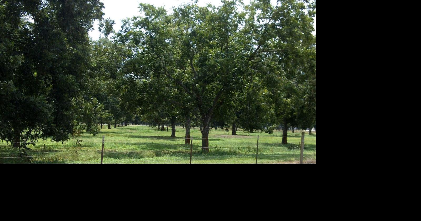 Texas pecan crop projected to exceed 50 million pounds