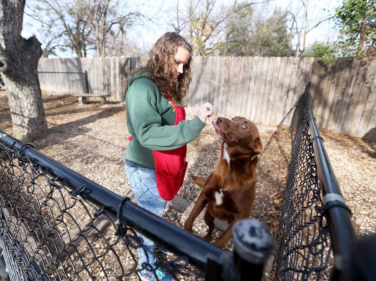 County approves $250,000 for Waco animal shelter project