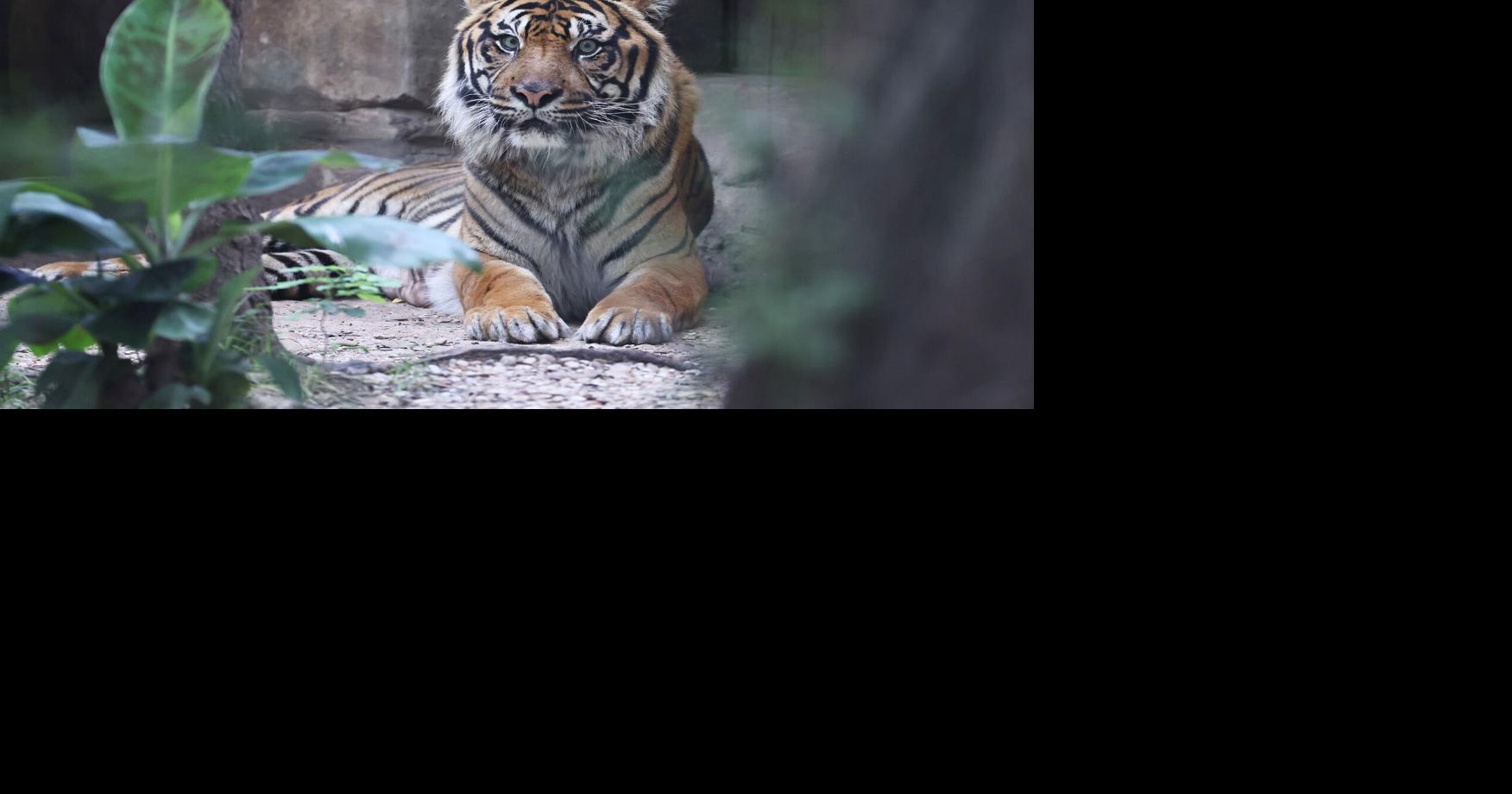 Waco zoo's Sumatran tiger Kucing dies amid cancer treatments