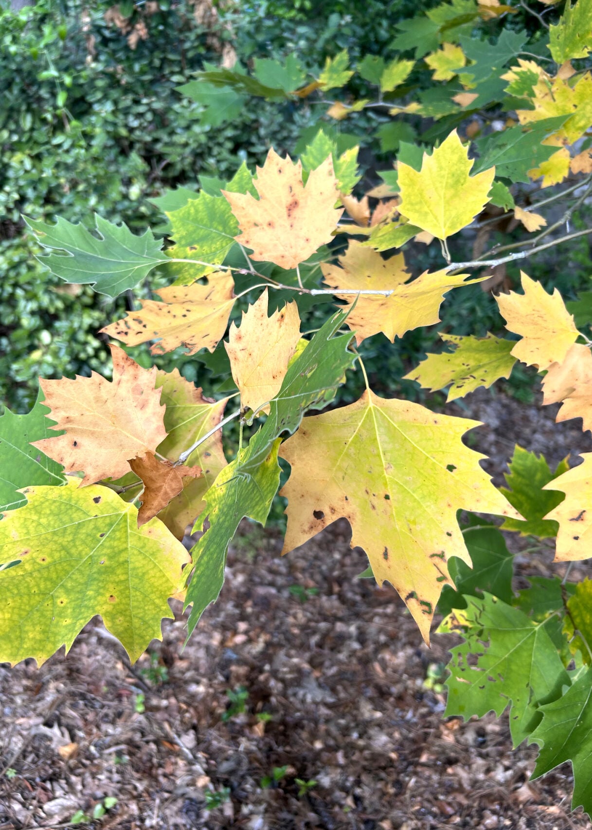 Sperry - Drought can turn leaves yellow quickly in Texas