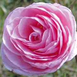 Earth-Kind Roses a low-maintenance way to brighten your yard